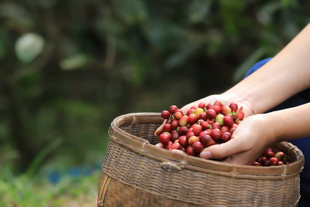 Preview Ocean Pro - Coffees